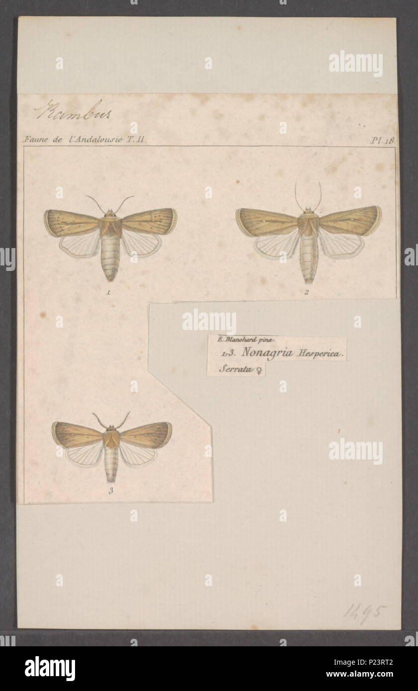 Sesamia hi-res stock photography and images - Alamy