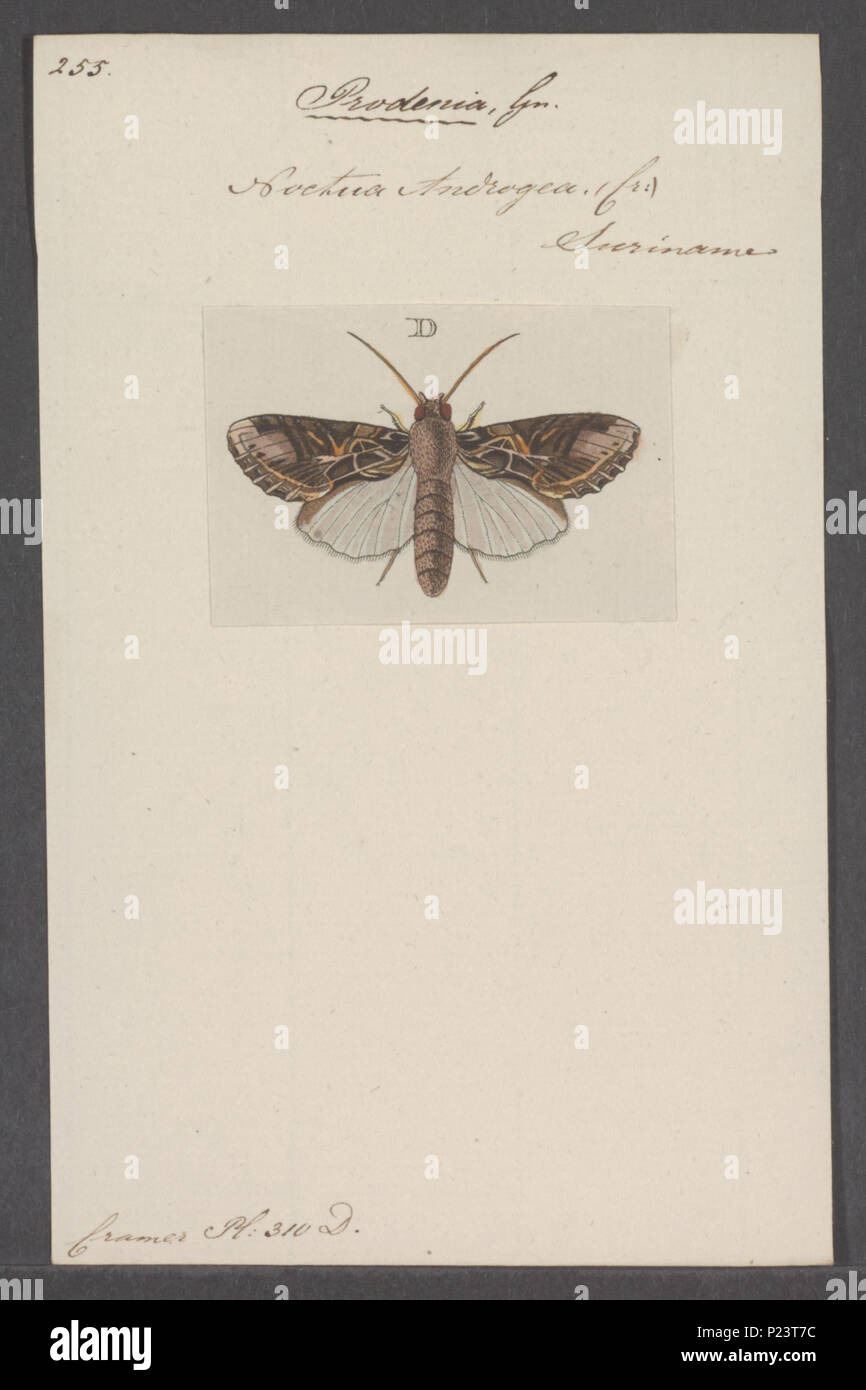 Prodenia hi-res stock photography and images - Alamy