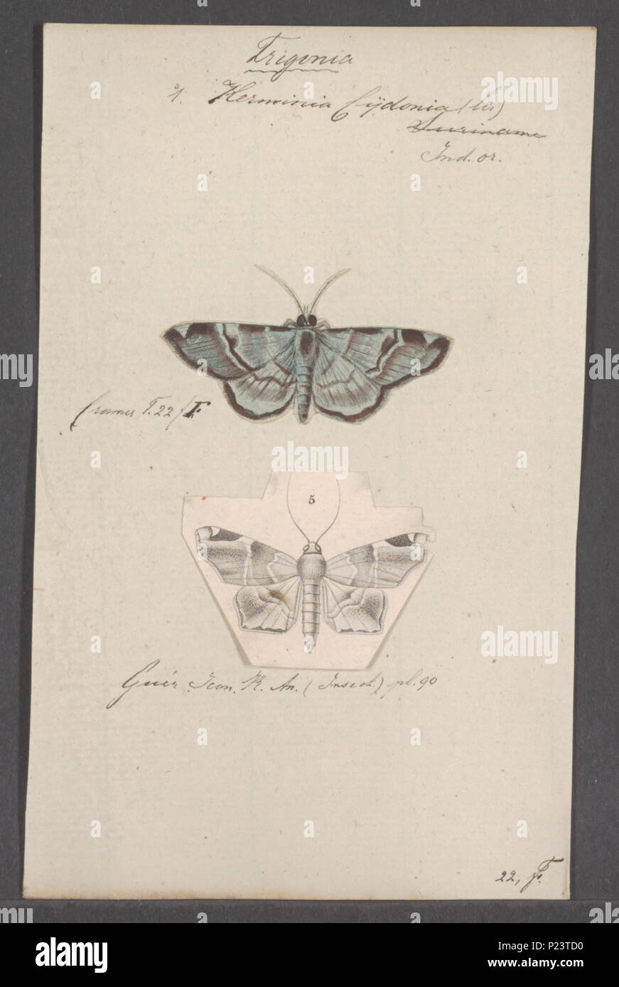 . Trigonia 308 Trigonia - Print - Iconographia Zoologica - Special ...