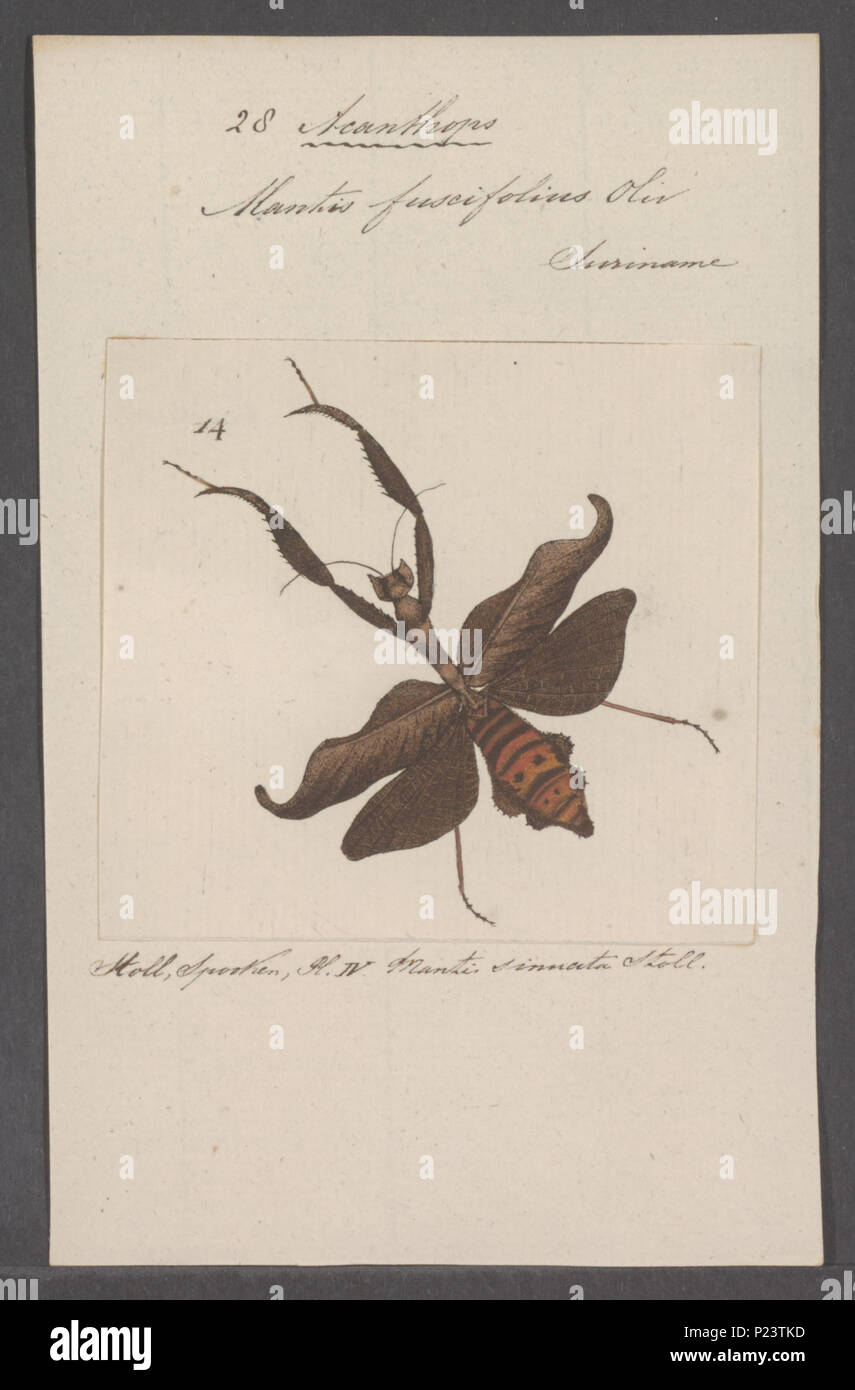 . Acanthops 4 Acanthops - Print - Iconographia Zoologica - Special ...