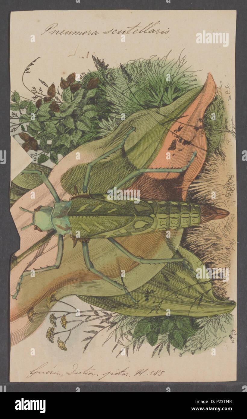 Pneumora hi-res stock photography and images - Alamy