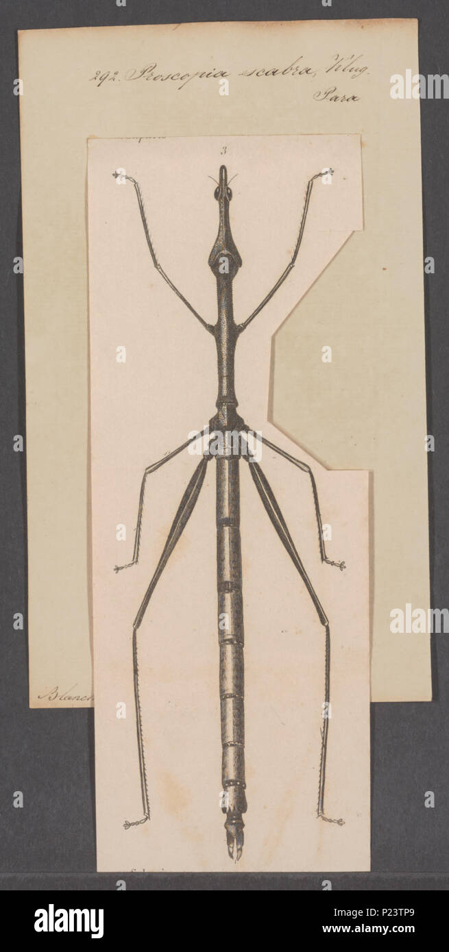 Proscopia hi-res stock photography and images - Alamy