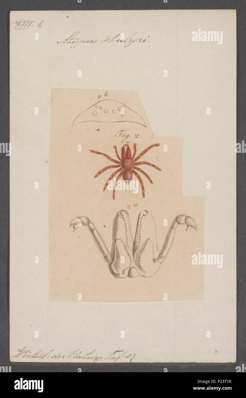 Atypus hi-res stock photography and images - Alamy
