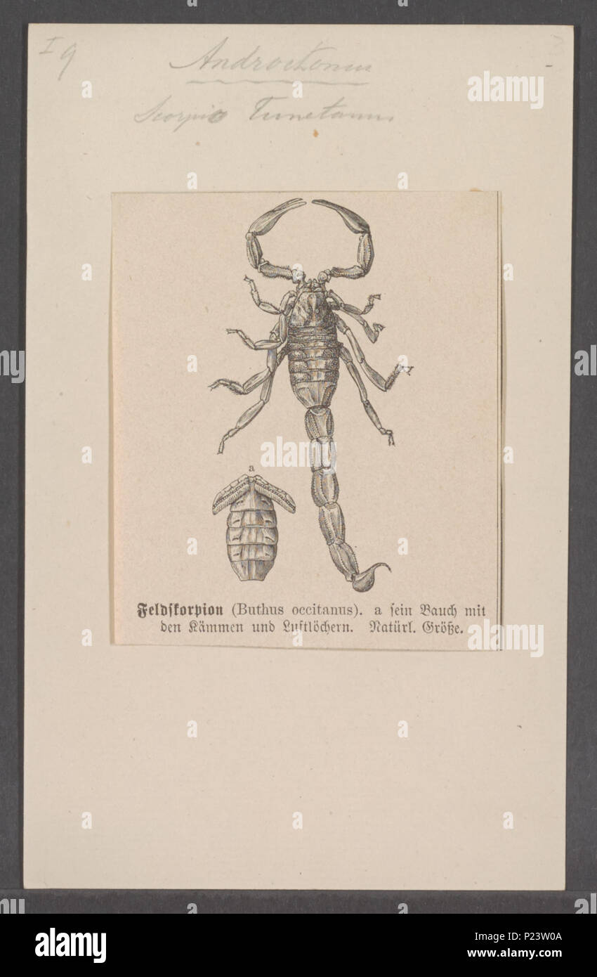 Androctonus hi-res stock photography and images - Alamy