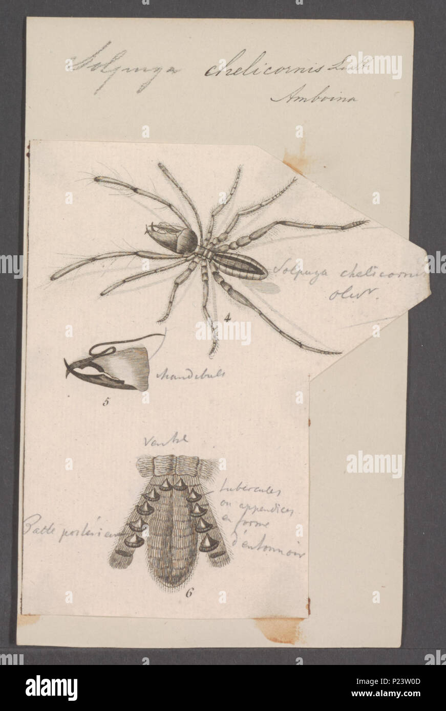 Solpuga hi-res stock photography and images - Alamy