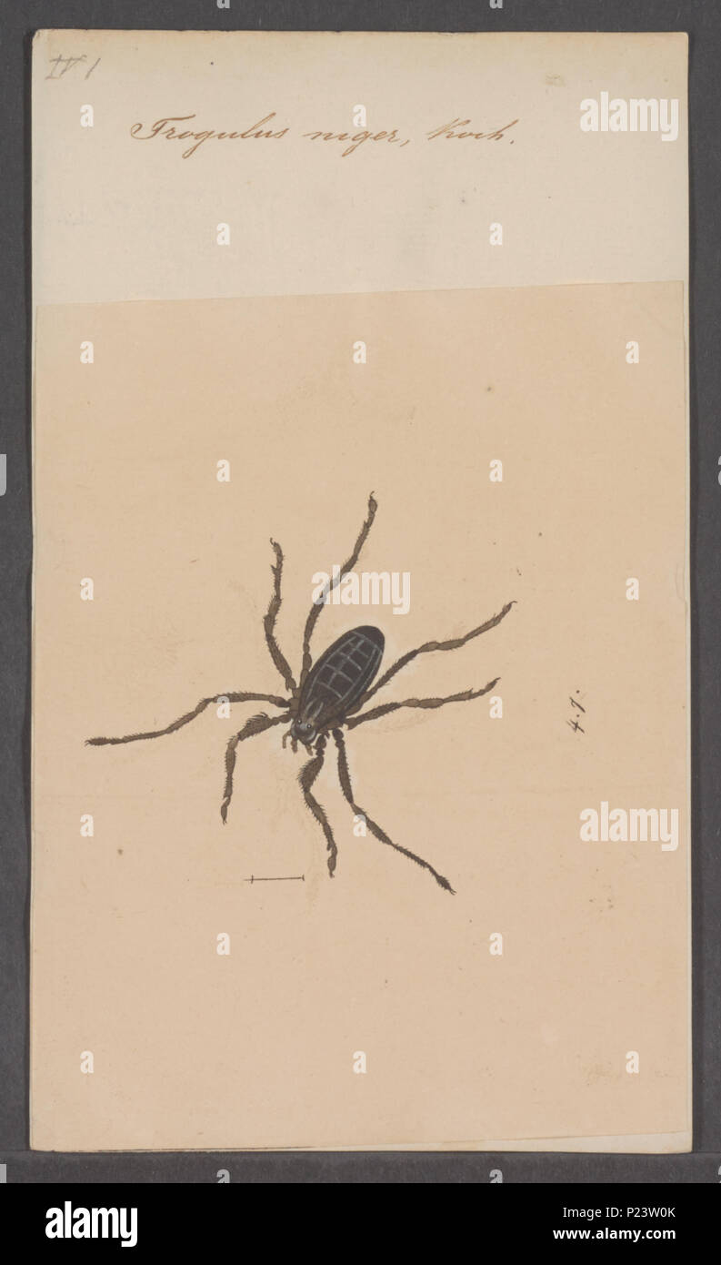 Trogulus hi-res stock photography and images - Alamy