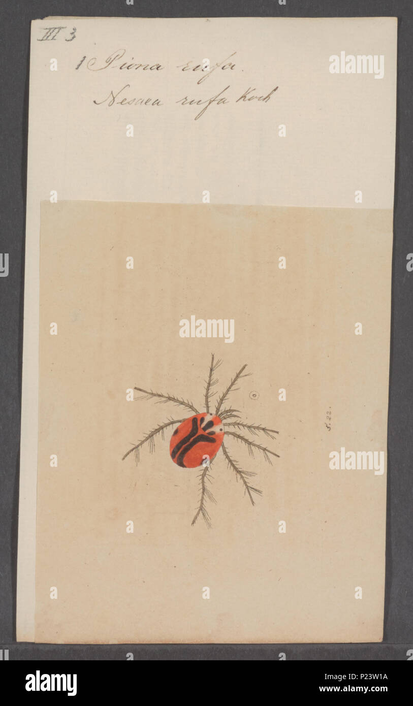. Piona 225 Piona - Print - Iconographia Zoologica - Special ...