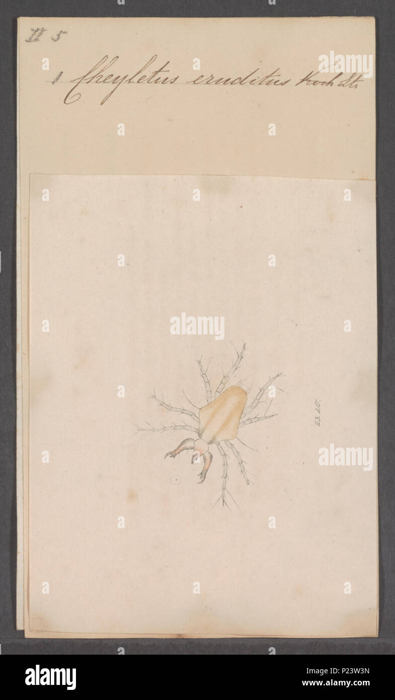 . Cheyletus 59 Cheyletus - Print - Iconographia Zoologica - Special ...