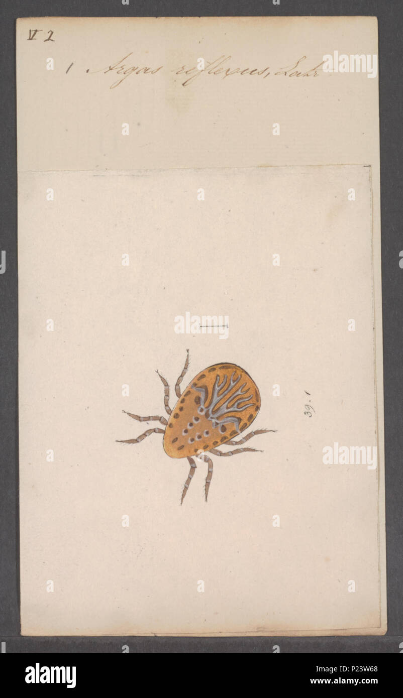 Argas High Resolution Stock Photography and Images - Alamy