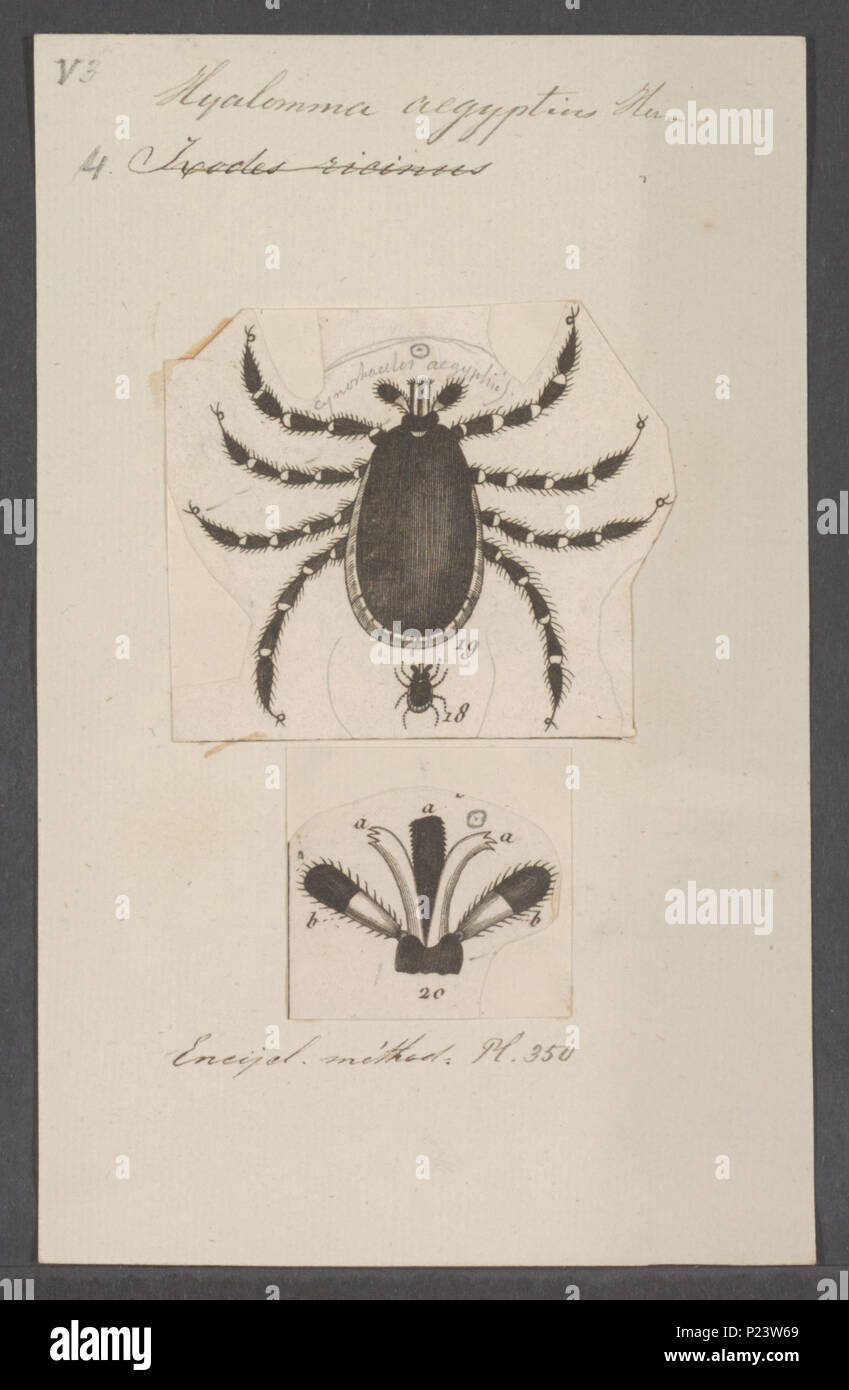 Hyalomma ticks hi-res stock photography and images - Alamy