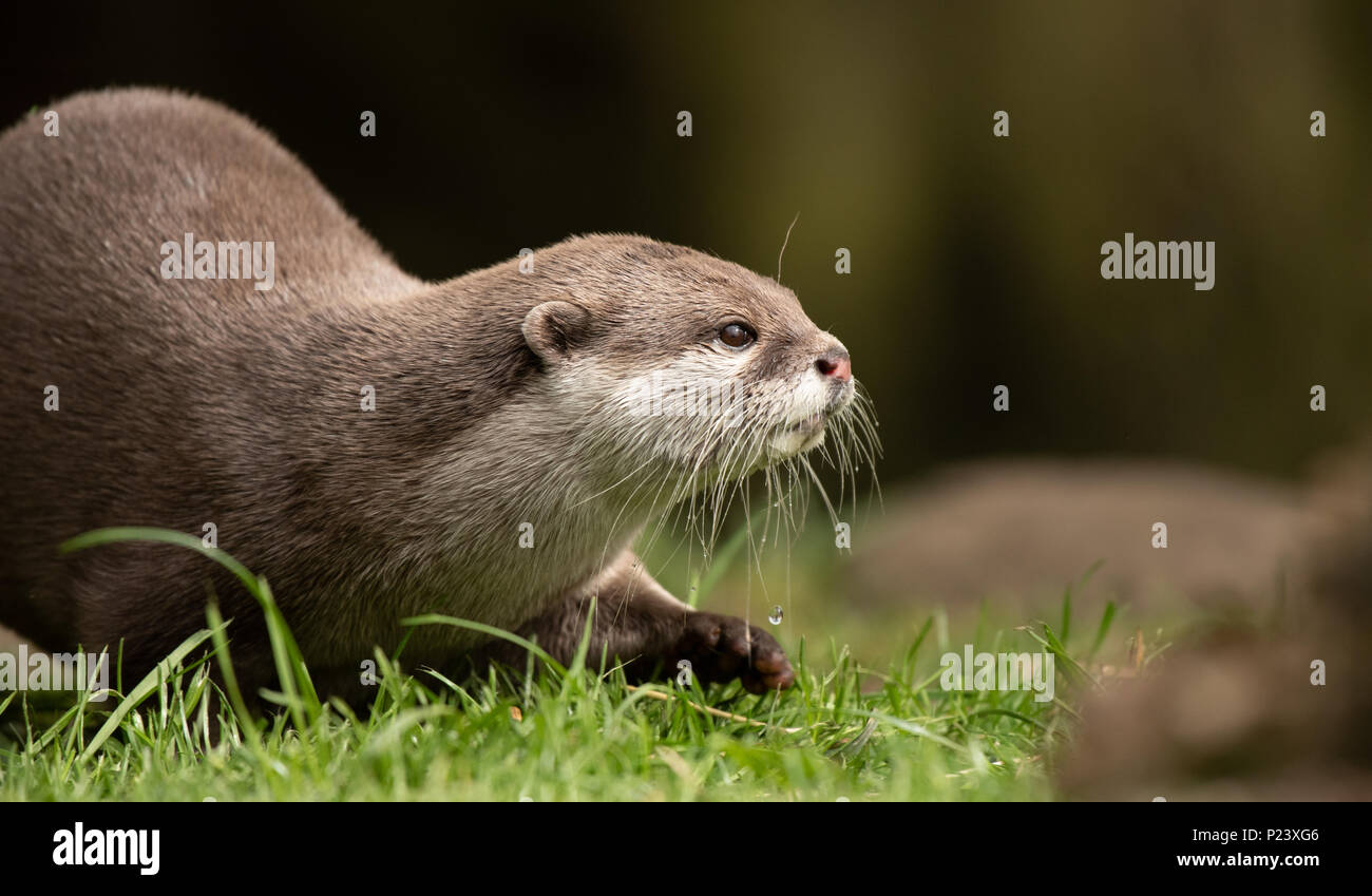 Asian otter photography hi-res stock photography and images - Alamy