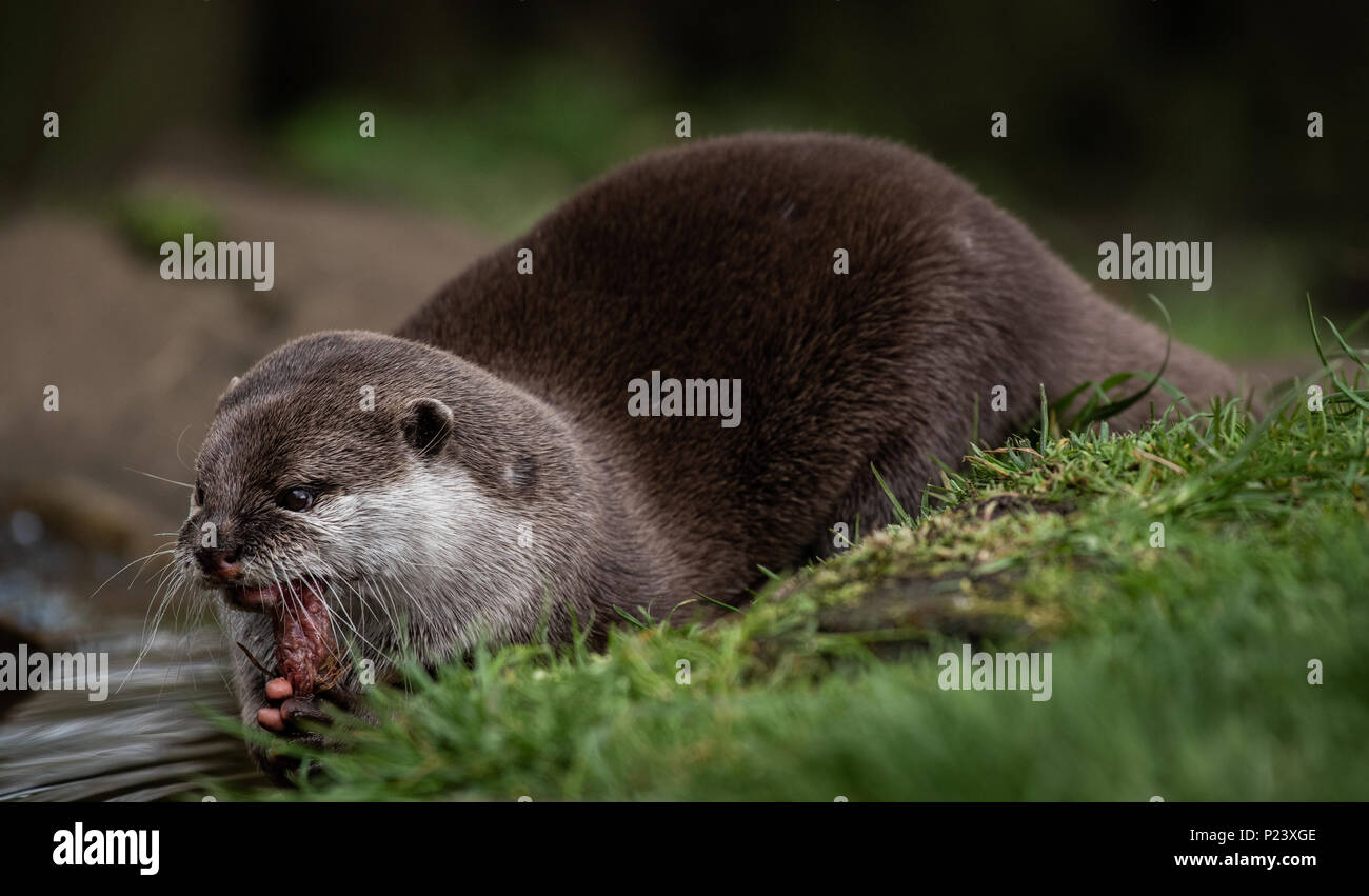 The Oriental Short-clawed otter (Aonyx cinerea) can be found from India ...