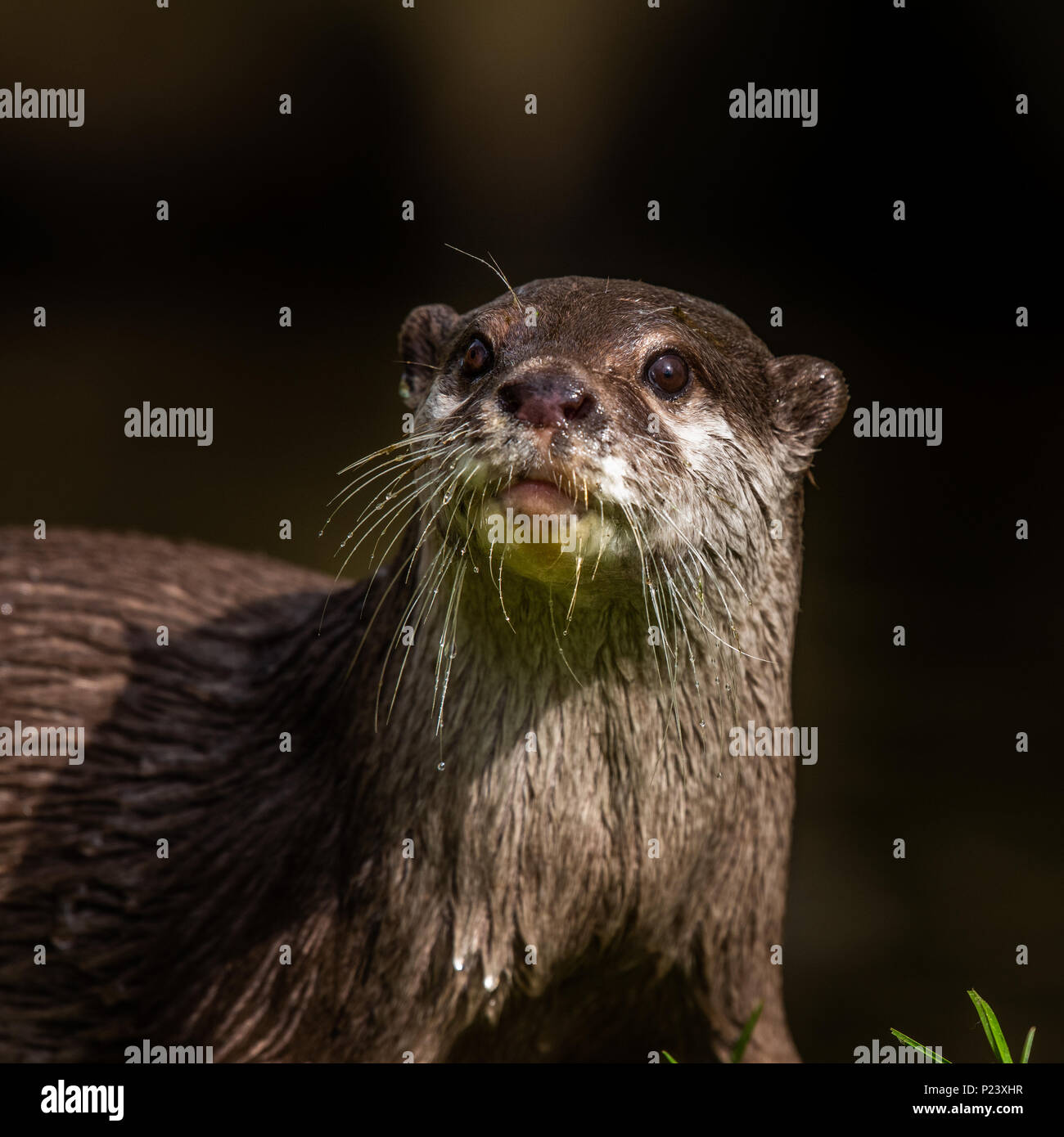 Asian otter photography hi-res stock photography and images - Alamy