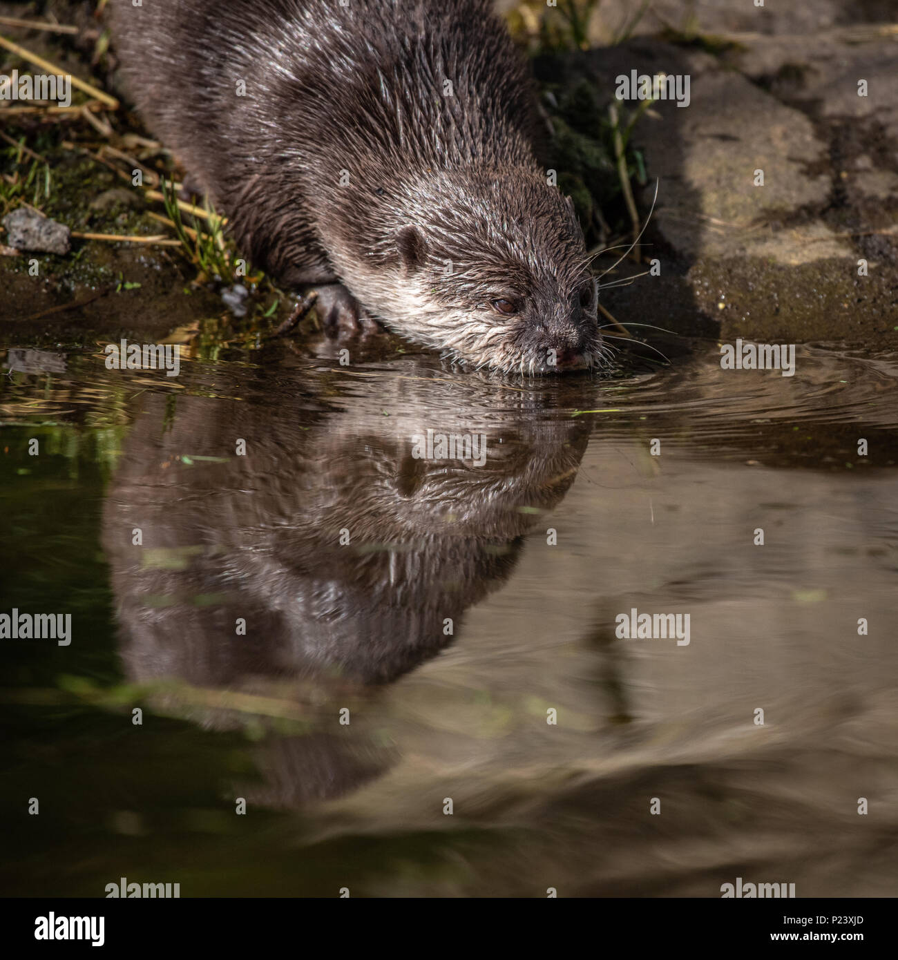 Otter conservation hi-res stock photography and images - Alamy
