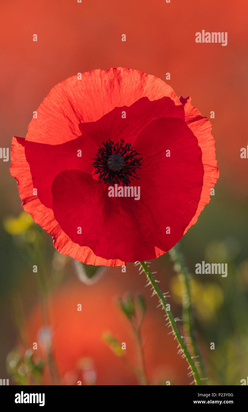 Rede poppy with back lighting Stock Photo - Alamy