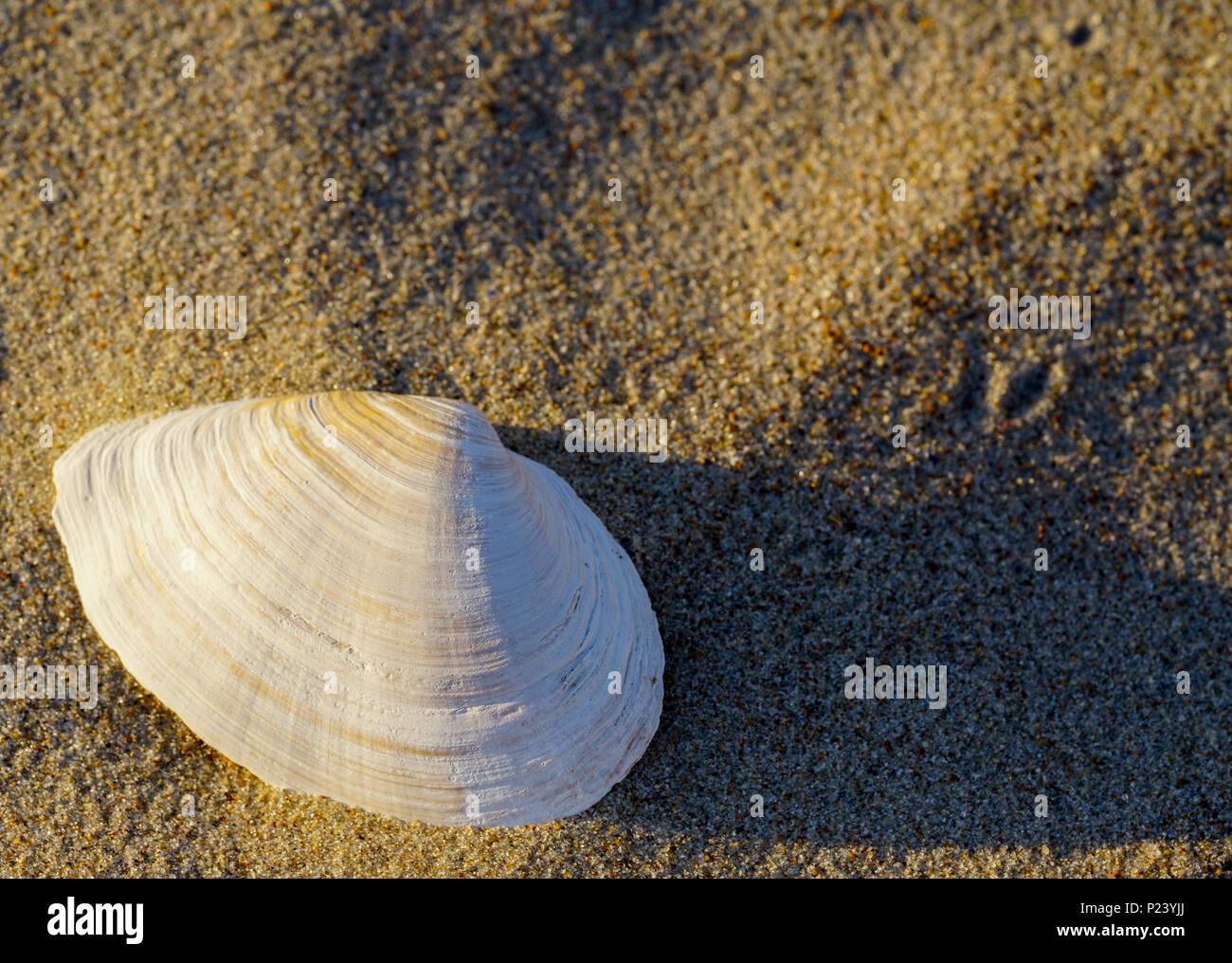 shell in the sand on the seashore Stock Photo - Alamy