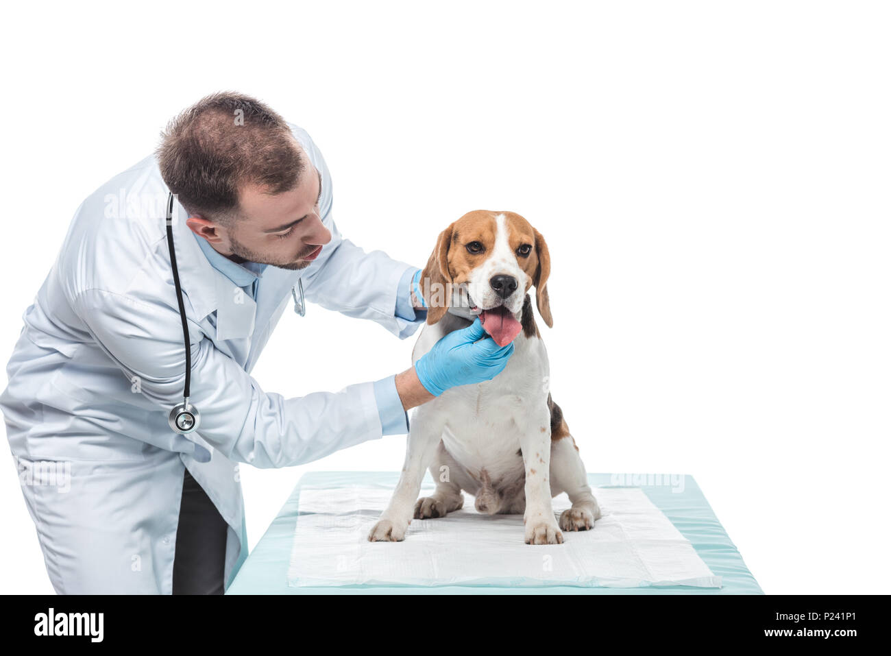 young veterinarian examining beagle jaws isolated on white background ...
