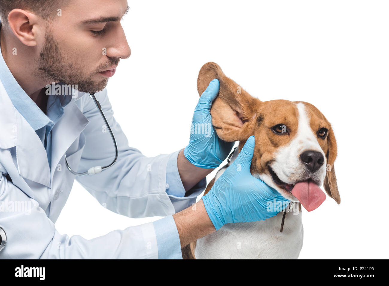young veterinarian examining beagle ear isolated on white background ...