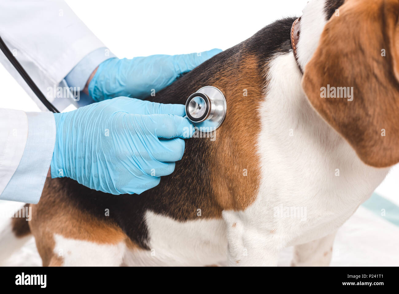cropped image of veterinarian examining dog by stethoscope isolated on ...