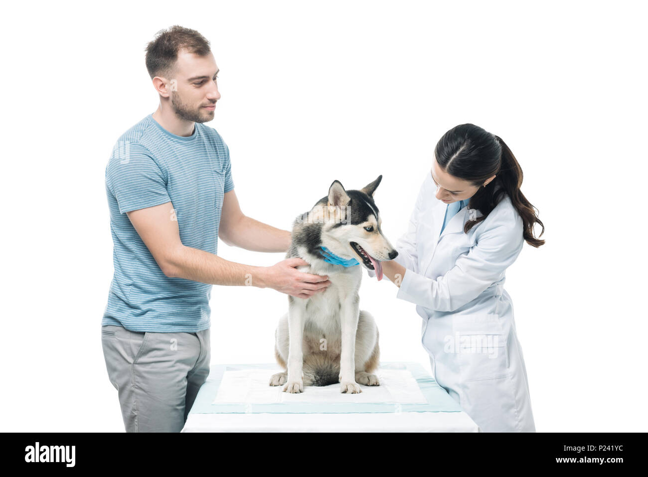 young man and female veterinarian examining husky isolated on white ...