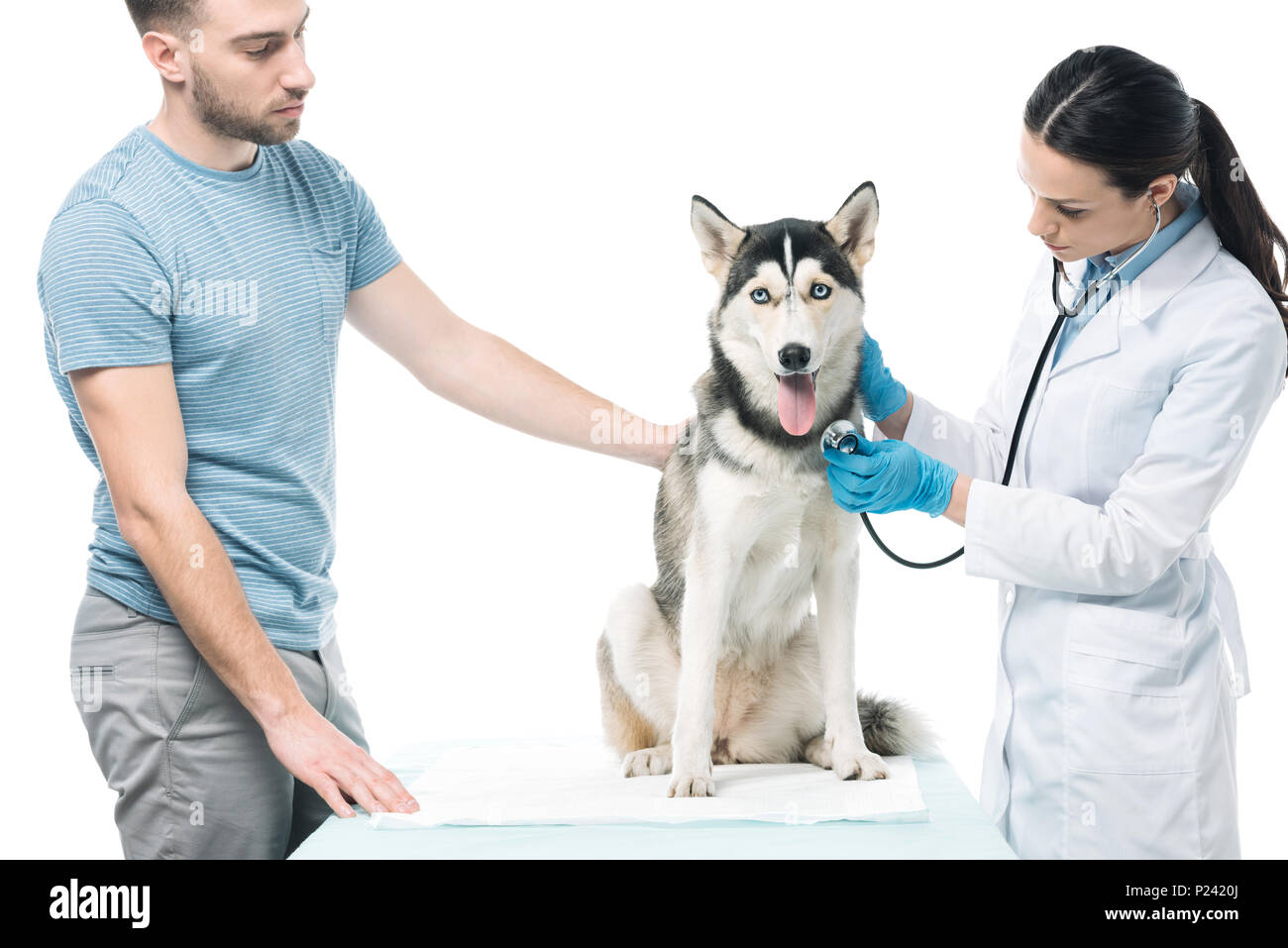 young man and female veterinarian examining dog by stethoscope isolated ...