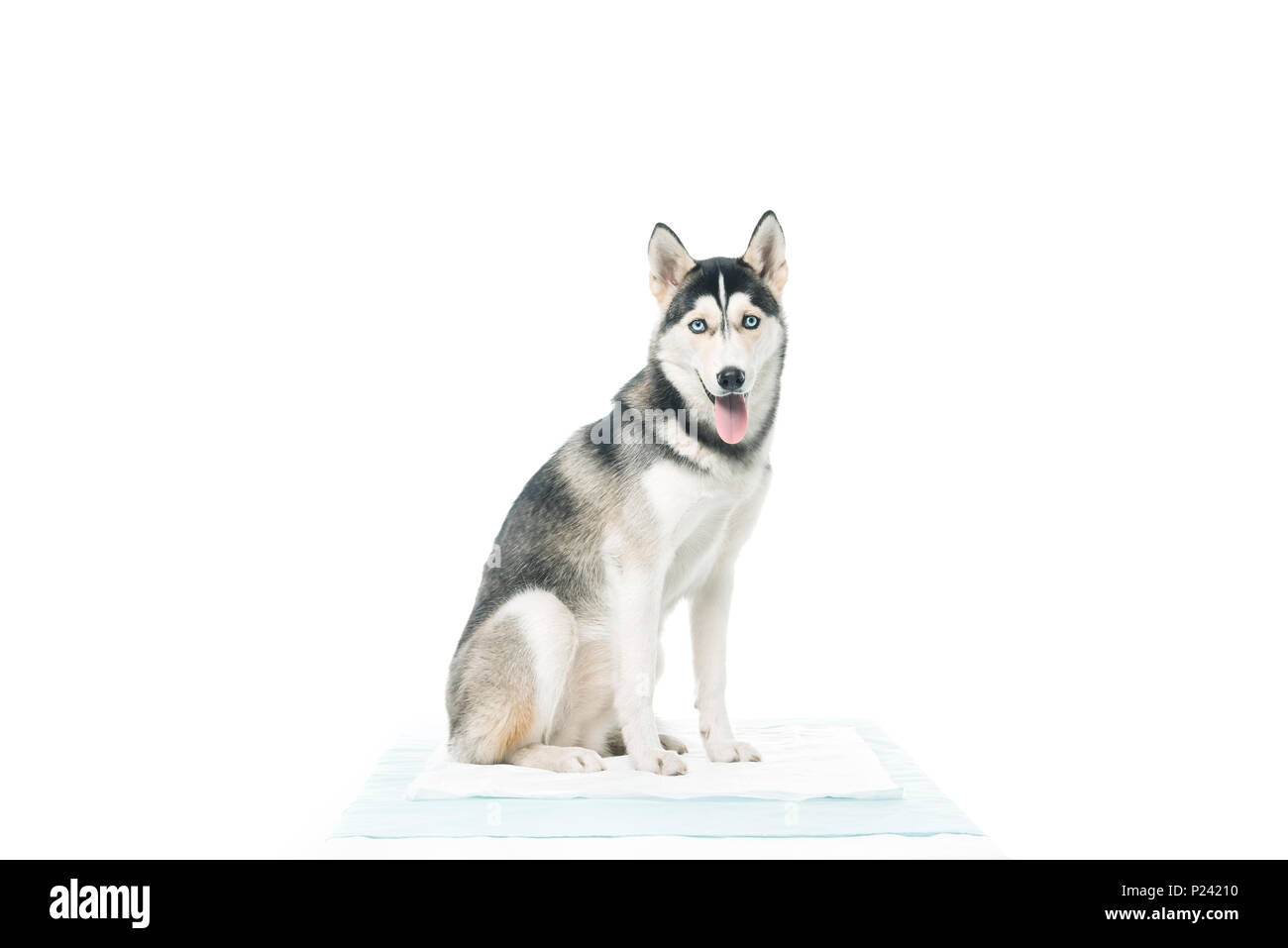 front view of cute dog sitting isolated on white background Stock Photo ...