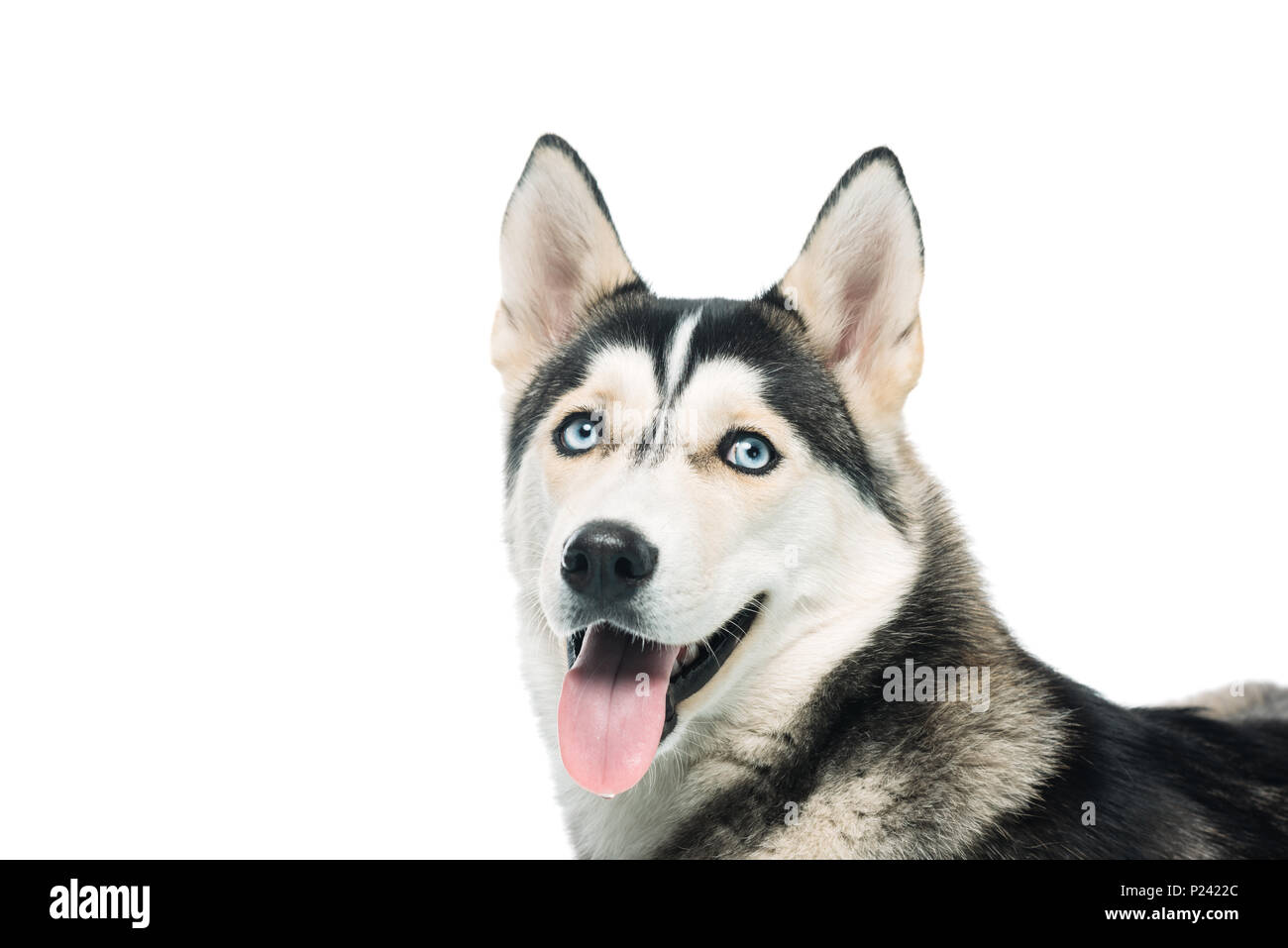 portrait of cute husky isolated on white background Stock Photo - Alamy