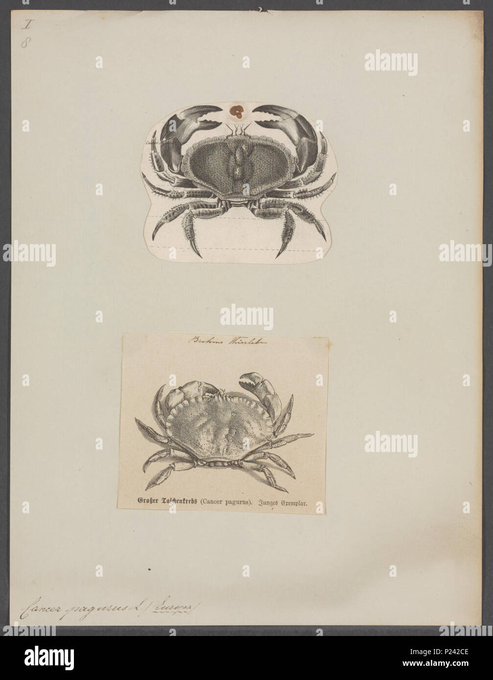 . Cancer pagurus 48 Cancer pagurus - - Print - Iconographia Zoologica ...