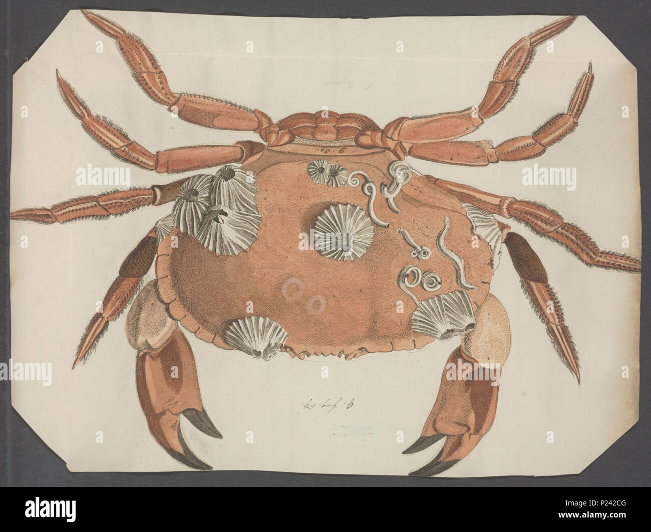 . Cancer pagurus 48 Cancer pagurus - - Print - Iconographia Zoologica ...