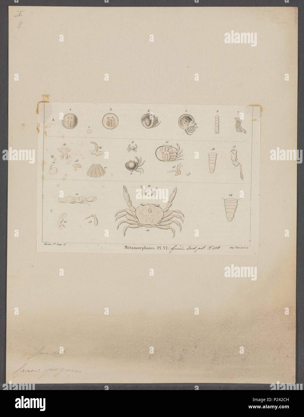. Cancer pagurus 48 Cancer pagurus - - Print - Iconographia Zoologica ...