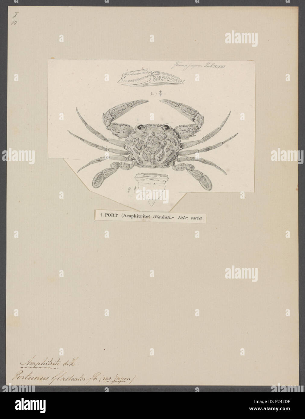 Portunus gladiator hi-res stock photography and images - Alamy