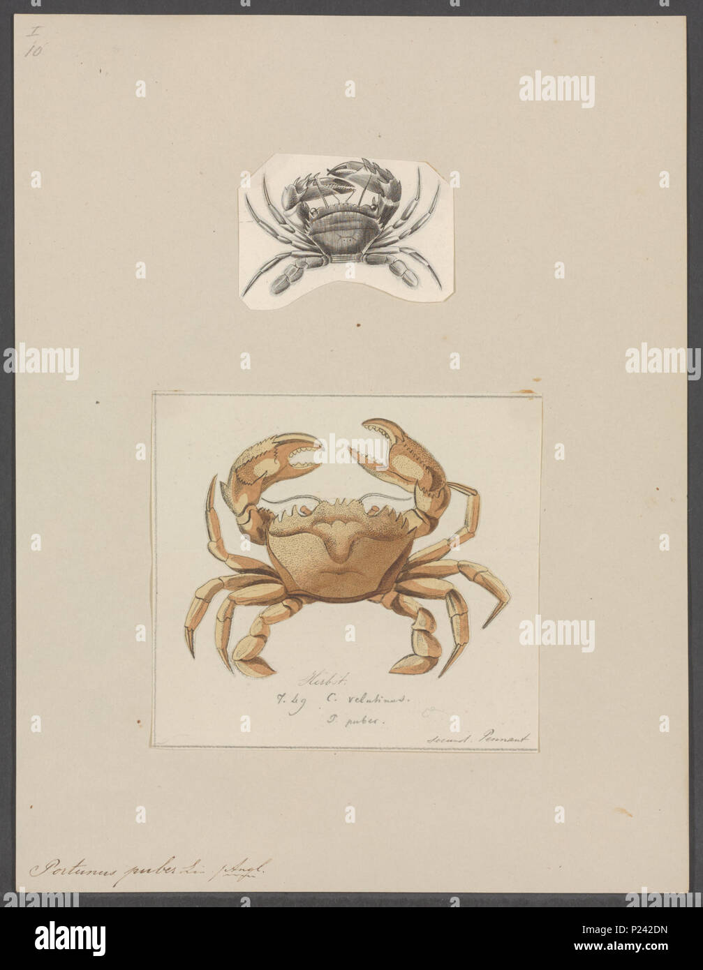 . Necora puber syn. Portunus puber 232 Portunus puber - - Print ...