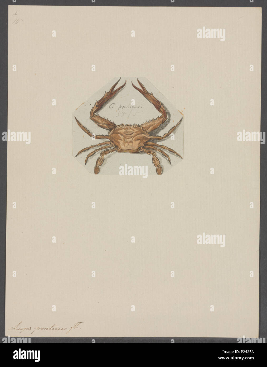 Ponticus hi-res stock photography and images - Alamy