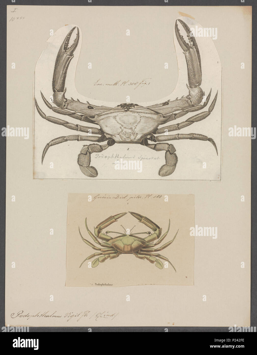 . Podophthalmus vigil 229 Podophthalmus vigil - - Print - Iconographia ...