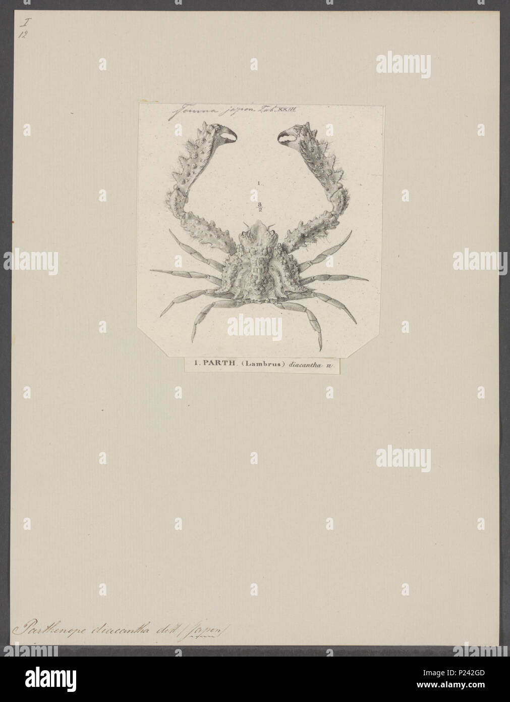 Parthenope diacantha hi-res stock photography and images - Alamy