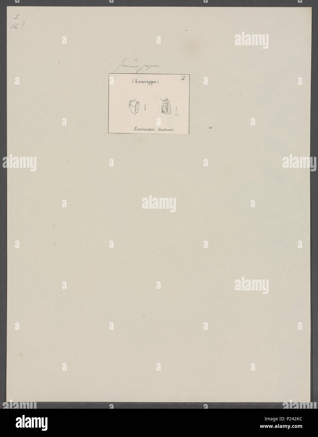 Leucippe ensinadae hi-res stock photography and images - Alamy