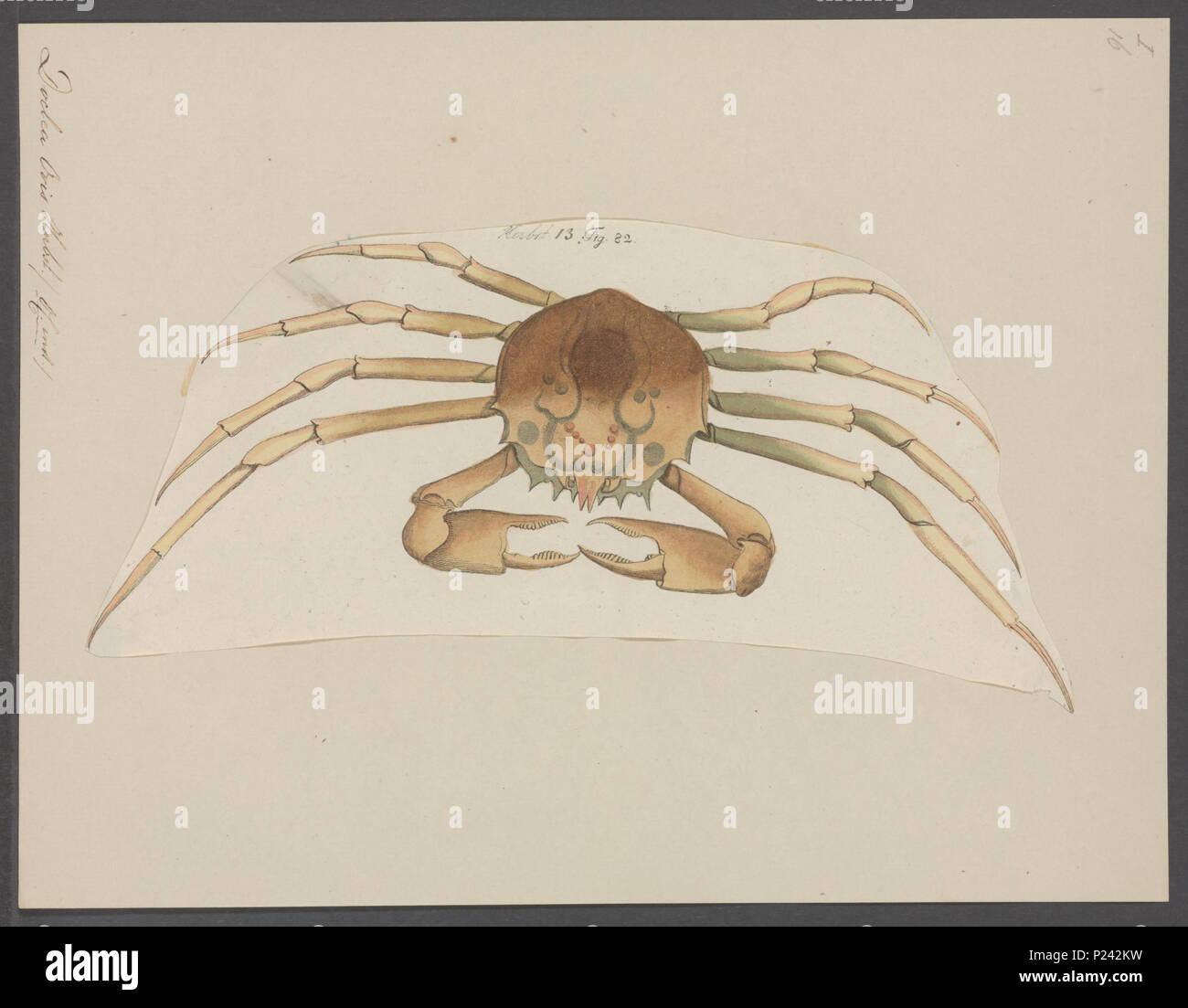 Doclea ovis hi-res stock photography and images - Alamy