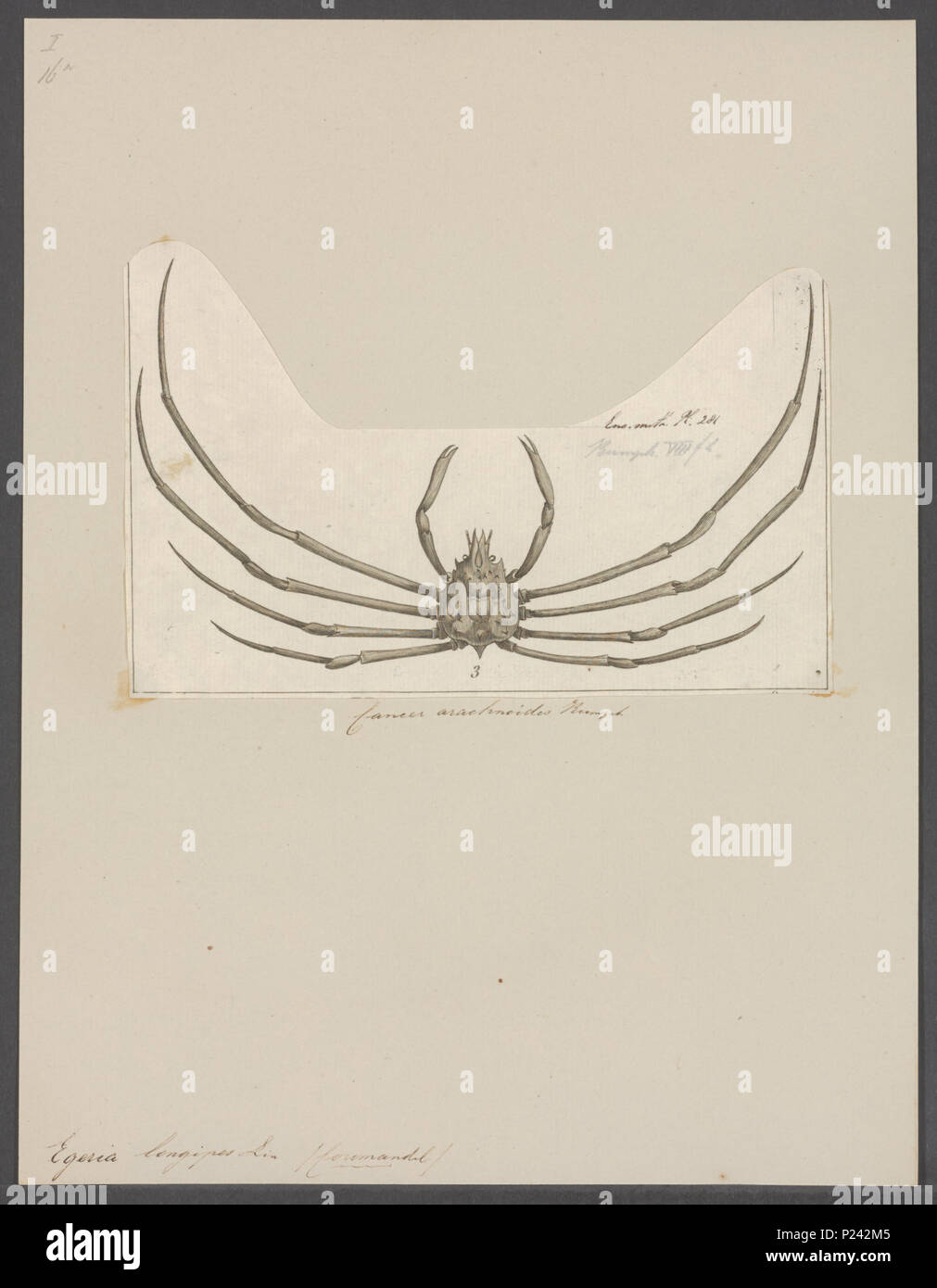 Phalangipus longipes hi-res stock photography and images - Alamy