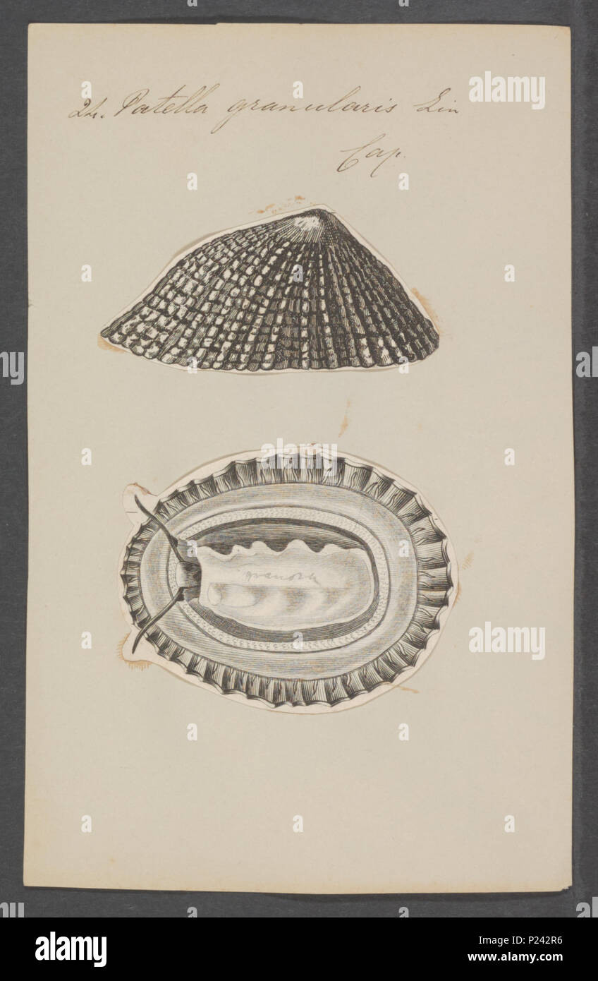 . Patella granularis 218 Patella granularis - - Print - Iconographia Zoologica - Special ...