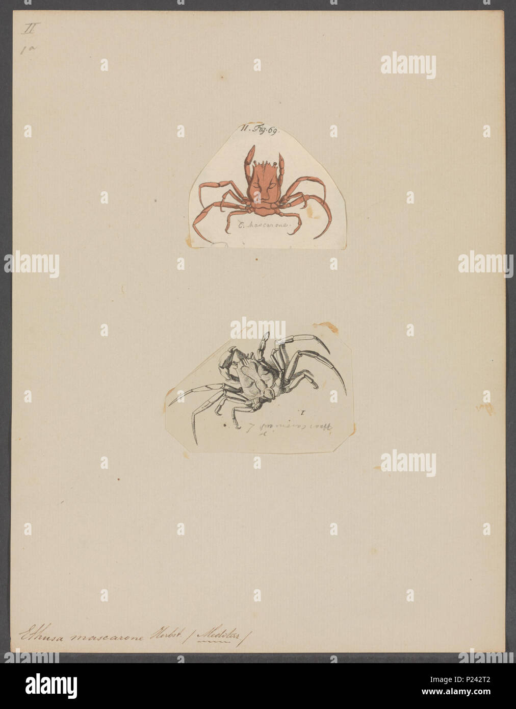 Ethusa mascarone hi-res stock photography and images - Alamy