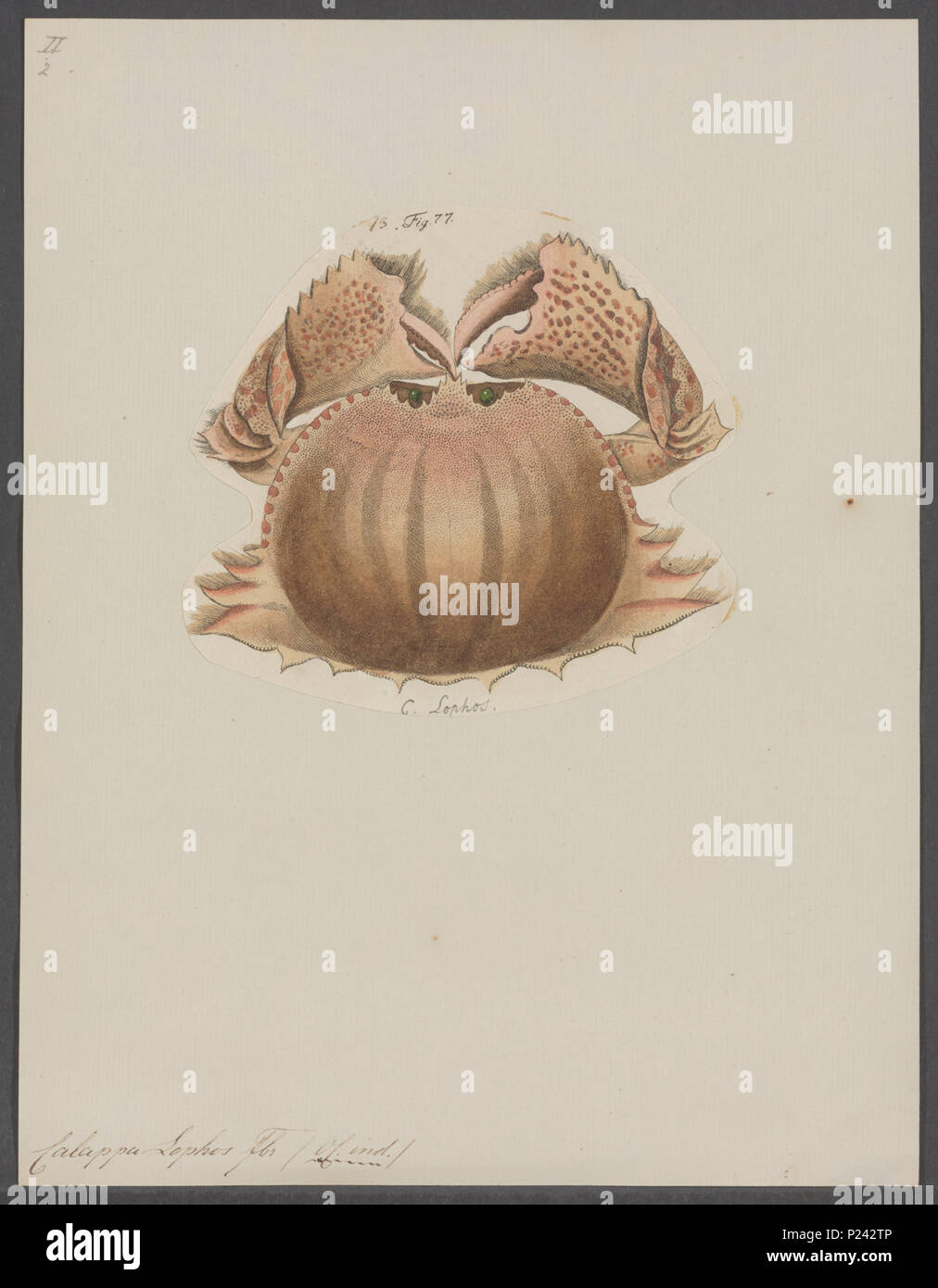 Calappa lophos hi-res stock photography and images - Alamy