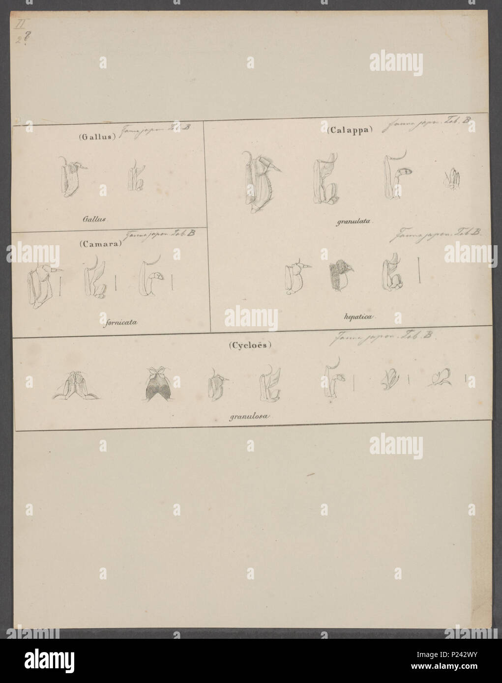 Scientific classification details hi-res stock photography and images ...