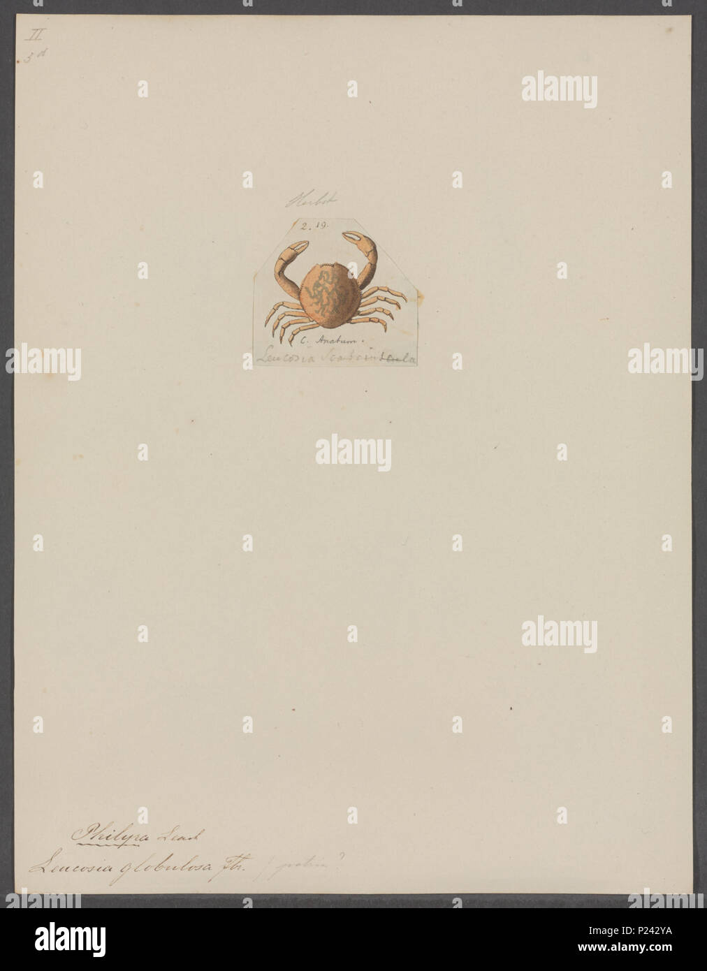 Philyra globulosa hi-res stock photography and images - Alamy