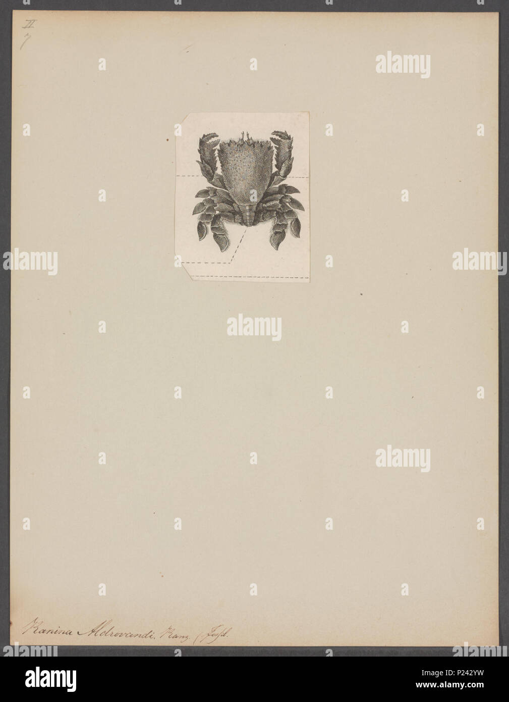 Ranina hi-res stock photography and images - Alamy