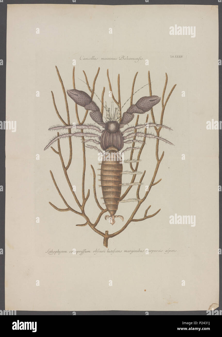 Cancellus maximus bahamensis hi-res stock photography and images - Alamy