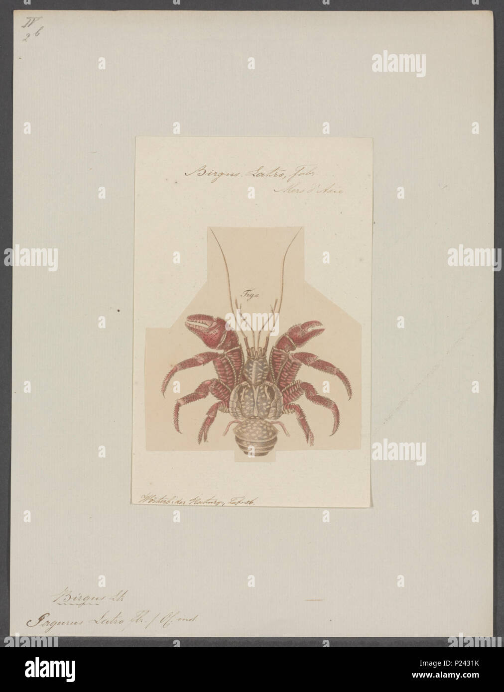 Birgus hi-res stock photography and images - Alamy