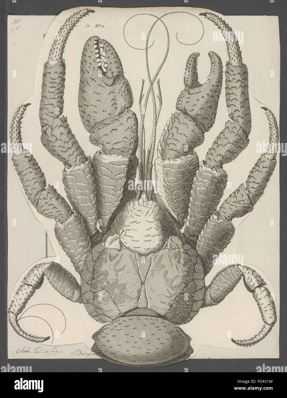 Birgus hi-res stock photography and images - Alamy