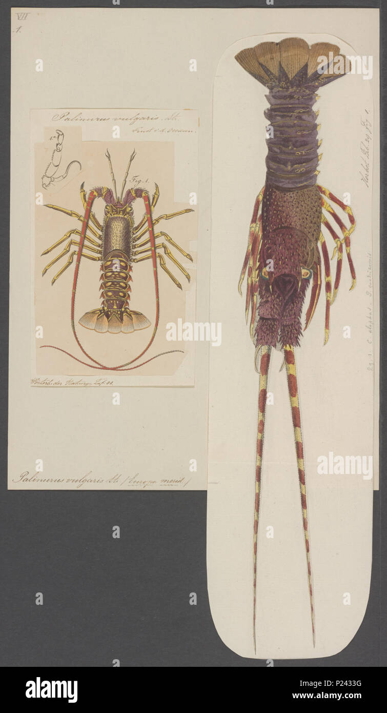 Palinurus vulgaris hi-res stock photography and images - Alamy