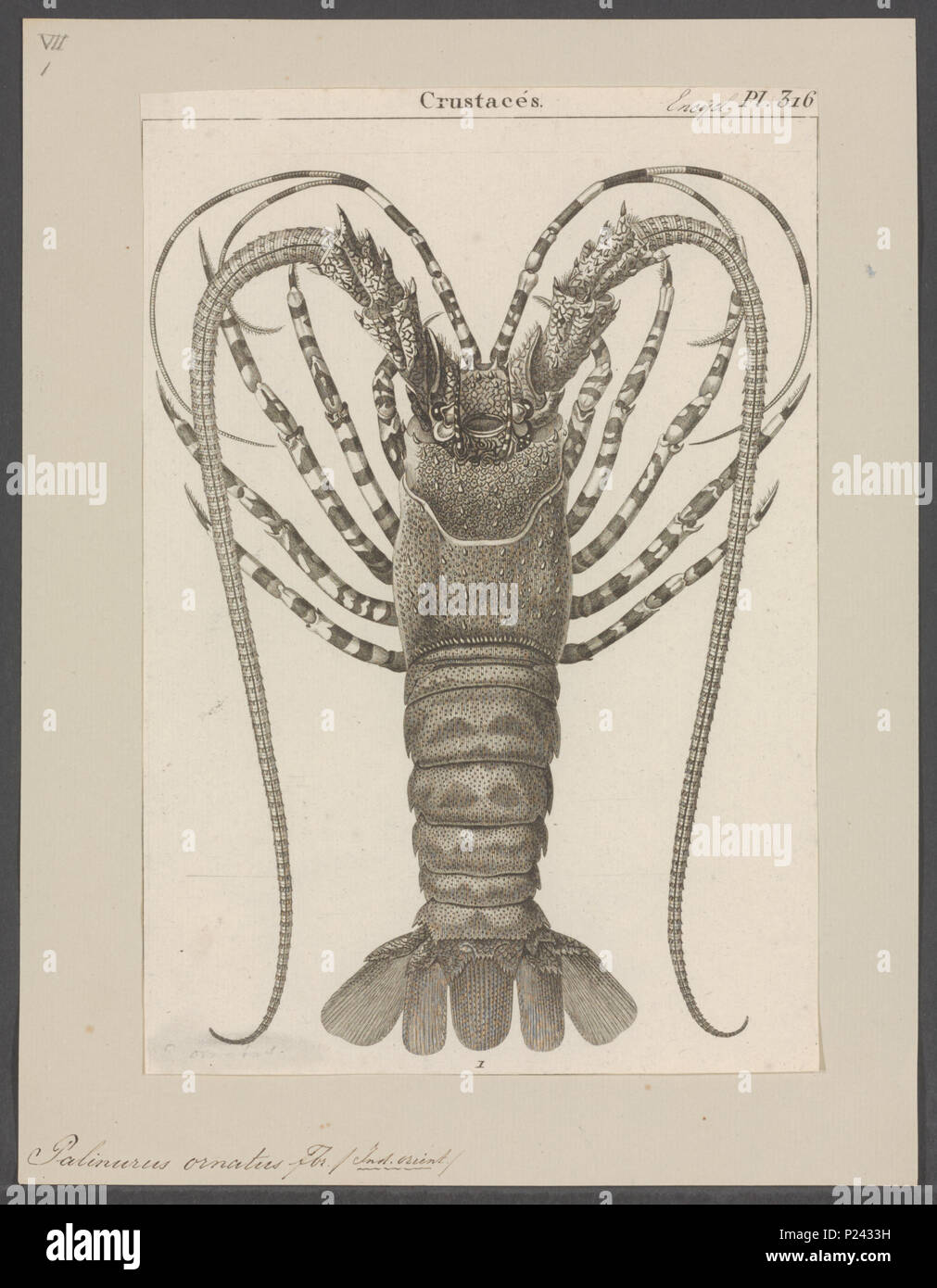 Palinurus ornatus hi-res stock photography and images - Alamy