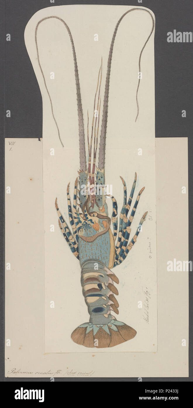 Palinurus ornatus hi-res stock photography and images - Alamy